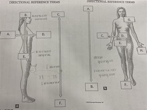 Directional Reference Terms Diagram Quizlet