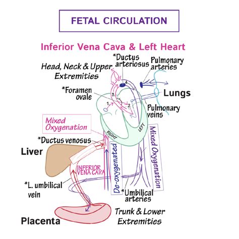 Embryology Glossary Fetal Circulation Ditki Medical Biological
