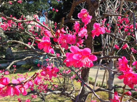 Koishikawa Korakuen Gardens A Day Of Plum Blossoms Jamie Cowan