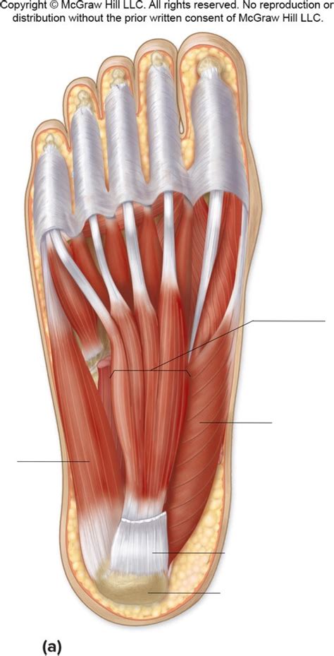 Visuals Superficial Plantar Intrinsic Muscle Tissue Of The Foot