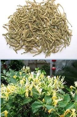 Herbs That Clear Heat Relieve Toxicity Sect Flashcards Quizlet