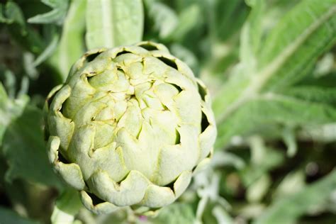 Plantas De Huerta Otea Salamanca Alcachofa Alcaucil Cynara Scolymus
