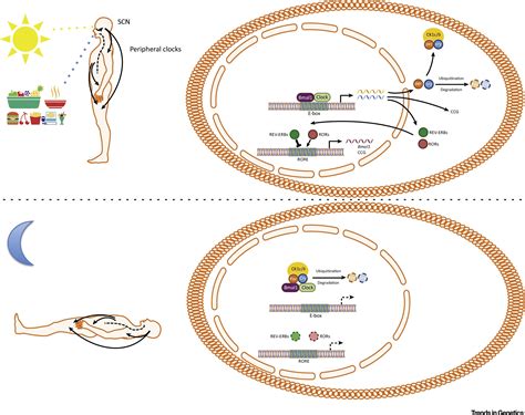 Circadian Clocks And Metabolism Implications For Microbiome And Aging