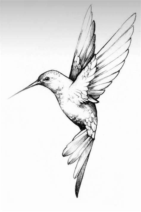 Set Hummingbirds Sketch Pencil Drawing By Stock Vector Royalty Free