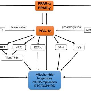 The role of PPAR α PPAR γ and PGC1 α on mitochondria biogenesis and