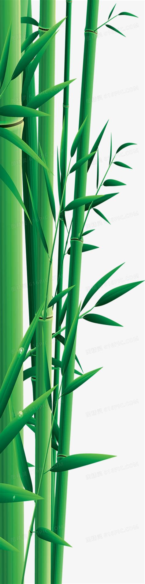 端午节竹子竹叶绿叶图片免费下载 PNG素材 编号z7ri5jp4j 图精灵