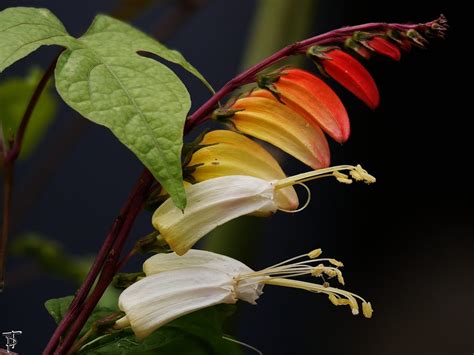 Sternwinde Quamoclit Mina Lobata P Tinsz Peter Tinsz Flickr