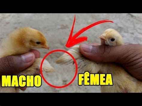 9 Consejos Para Lograr Que Las Gallinas Pongan Huevos Asiduamente Artofit