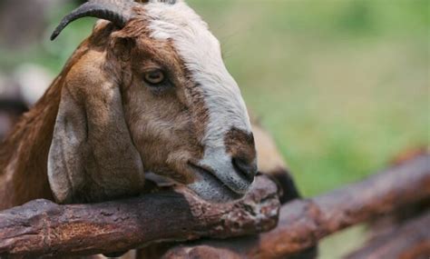 Contoh Analisa Biaya Sederhana Usaha Ternak Kambing