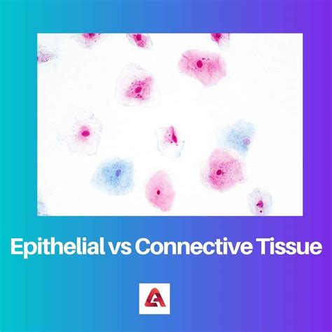 Epithelial Vs Connective Tissue Difference And Comparison