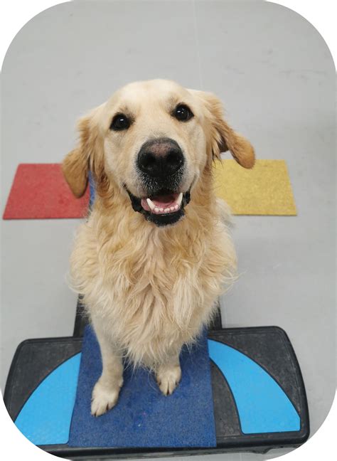 Centre de bien être et de remise en forme canin O Caneo Valence