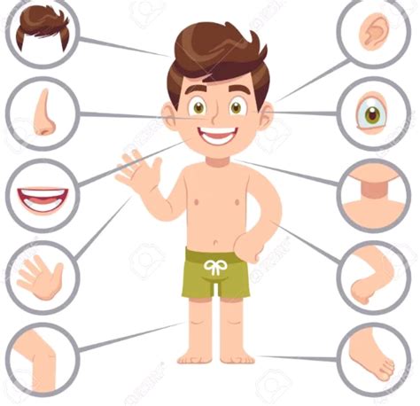 Partes Del Cuerpo Humano Para Ni Os Tu Escuelita
