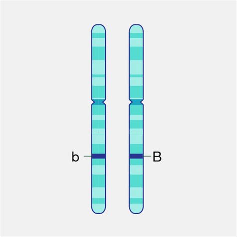 Klassische Genetik Fachbegriffe Flashcards Quizlet