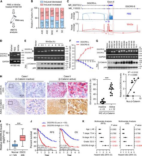 A Wnt Induced LncRNA DGCR5 Splicing Switch Drives Tumor Promoting