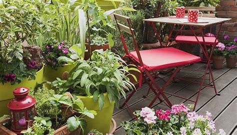 Beautiful Non Green Plants To Adorn Your Garden Surf India Surf