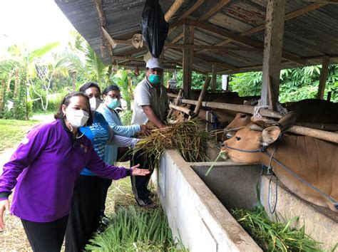 Kurangi Pembakaran Jerami Padi Petani Diajak Lakukan Fermentasi Untuk