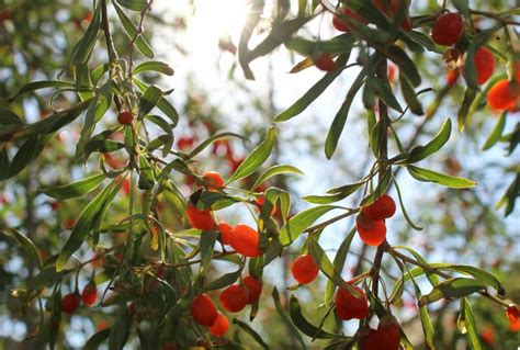 Superfood Goji Beere Anbau Im Eigenen Garten