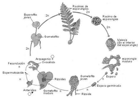 El Esquema Representa El Ciclo De Vida De Un Helecho Brainly Lat