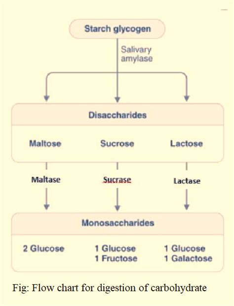 Digestive System Flow Chart