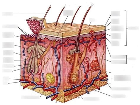 Skin Anatomy Diagram Quizlet