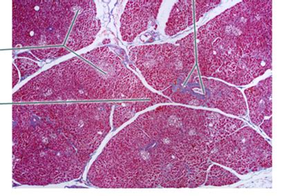 Pancreas Histology Diagram Quizlet