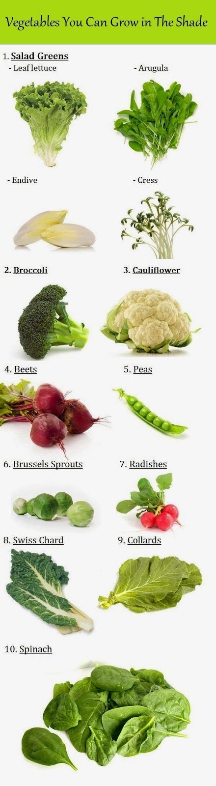 Vegetables You Can Grow In The Shade 101 Gardening
