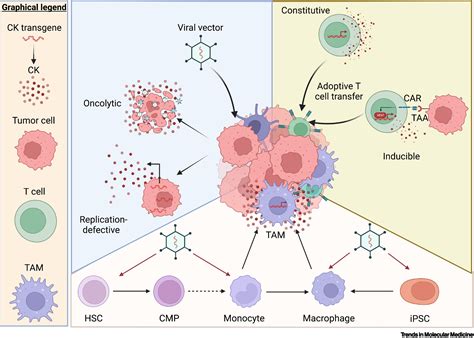 Gene Based Delivery Of Immune Activating Cytokines For Cancer Treatment