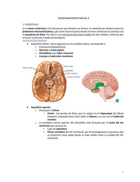 Neuroanatomía Parcial 2 MEDilove uDocz