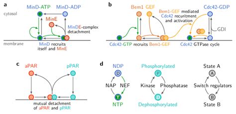 biochemical interaction networks of three model systems for download scientific diagram