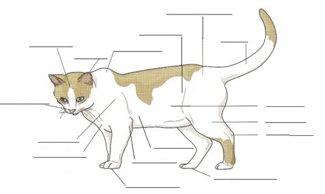 Intro To Vet Tech LAB PRACTICAL CAT INFO Diagram Quizlet