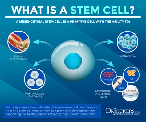Stem Cells What Are They And Ways To Activate Them Drjockers