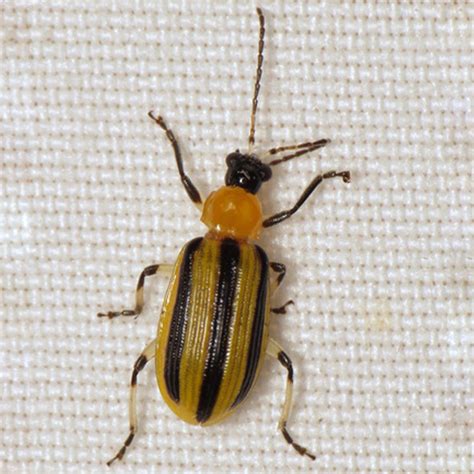 Acalymma Vittatum Acalymma Vittatum Picture Insect