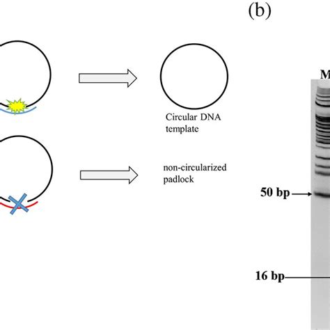 Rolling Circle Amplification A Schematic Illustration Of Synthesis Of