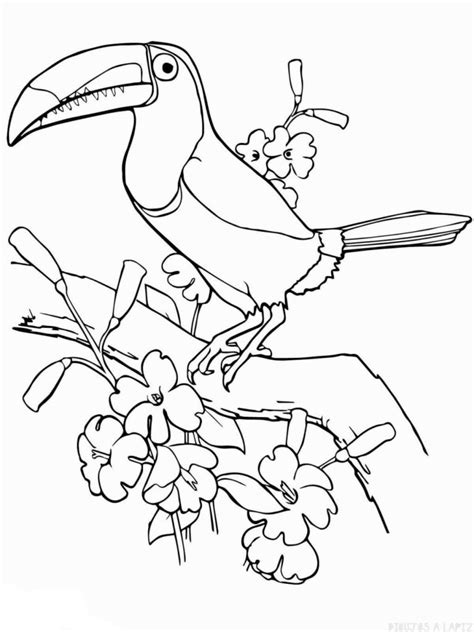 Tucan Dibujo Para Colorear