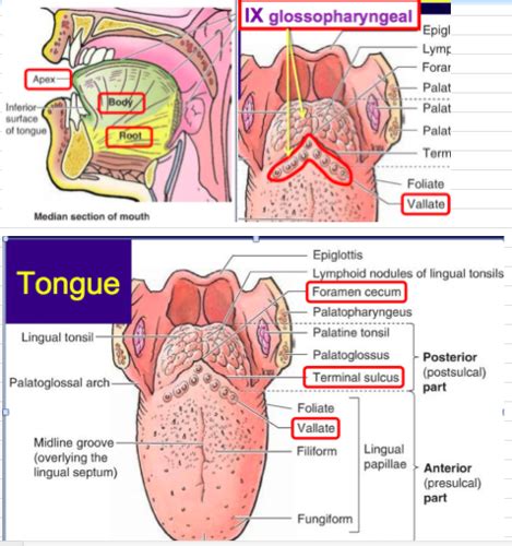 Digestive System 1 Oral Cavity Histo Kp Block 3 Flashcards Quizlet
