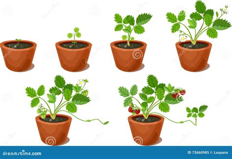 Growth Stages Of Strawberry Plant Stock Vector Illustration Of Life