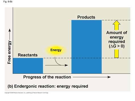 An Introduction To Metabolism Online Presentation