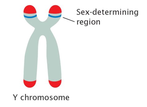 6 6 reproductive system part 2單詞卡 quizlet