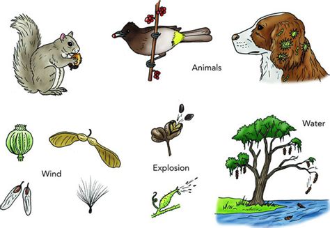 Life Cycle Of Plants Stages Types And Facts