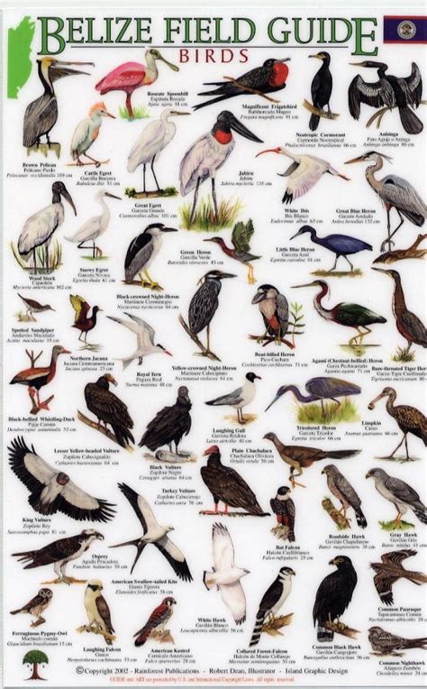 South African Birds Chart For Birding Enthusiasts Stock 44 OFF