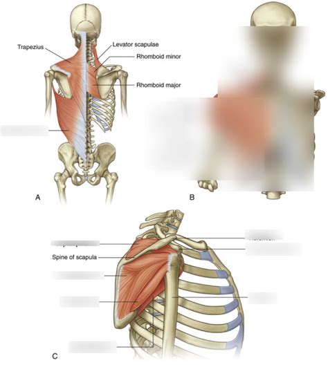 More Muscles Of The Shoulder Diagram Quizlet