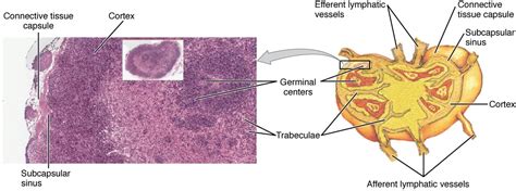 Lymph Node Follicle Anatomy