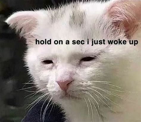 Pin by 𝓏𝑜𝑒 on Reaction pics Cat memes Cute cats Cute memes