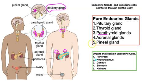 Endocrine System Pituitary Gland THE MASTER GLAND YouTube