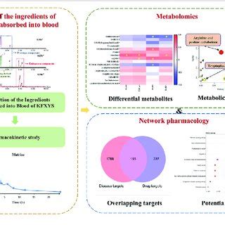 Schematic Diagram Of The Action Mechanism Of KFXYS In Treating CPID