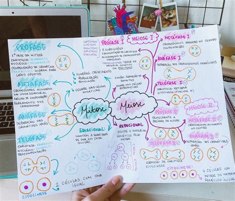 Mapa mental Divisão celular Notas de biología Obstetricia y
