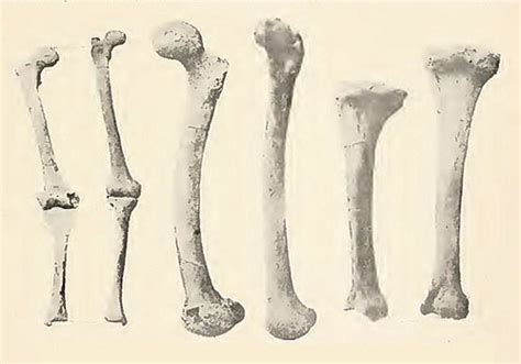 Lectura de Los Huesos Oráculo Africano