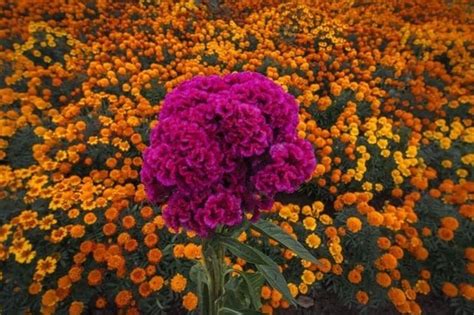 Cempas Chil La Flor Representativa De D A De Muertos Y M Xico