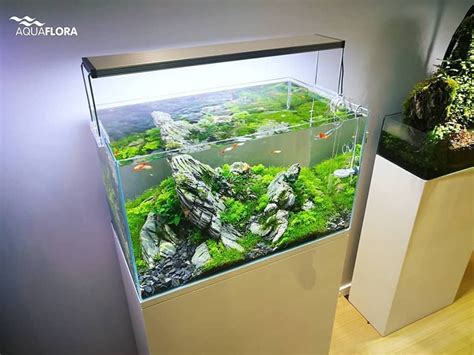 Acuario Para Principiantes ჱ Guía 2021 Acuario3web Peceras Acuario