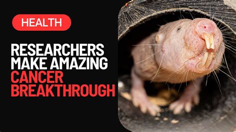 The Naked Mole Rat Cracking The Code Of Cancer Aging Youtube